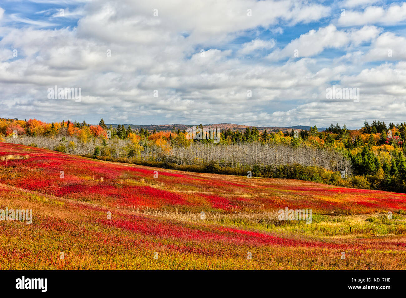 Fall in nature hi-res stock photography and images - Alamy