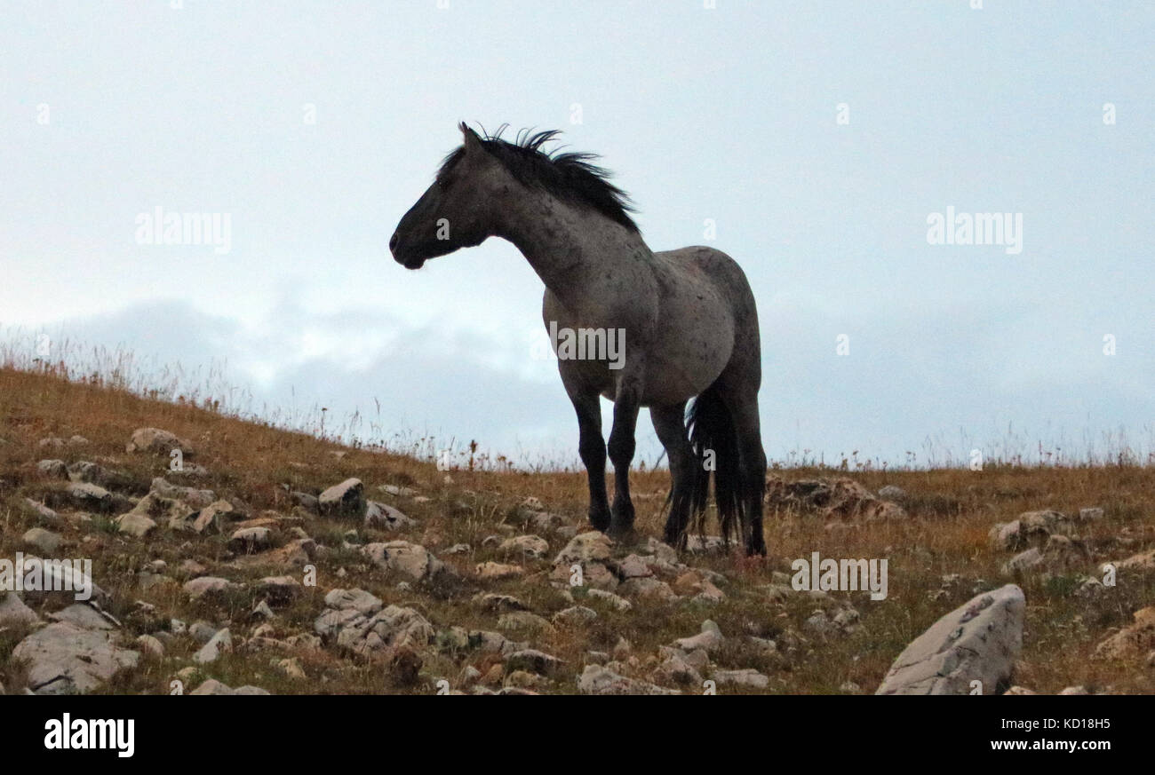 Wild Horse Mustang Blue Roan High Resolution Stock Photography and ...