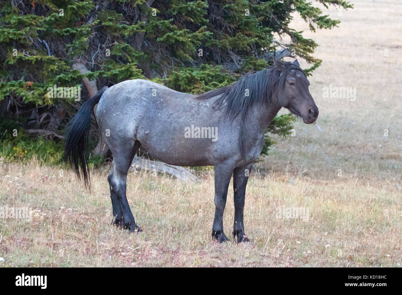 Wild Horse Mustang Blue Roan High Resolution Stock Photography and ...