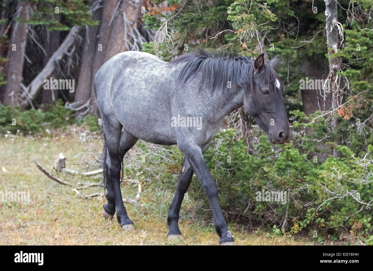 Young Blue Roan Stallion wild horse mustang on Sykes Ridge in the Pryor ...