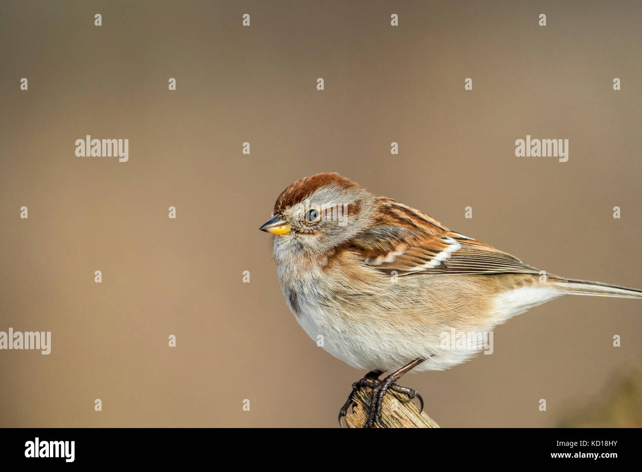 Song sparrow bird canada hi-res stock photography and images - Alamy