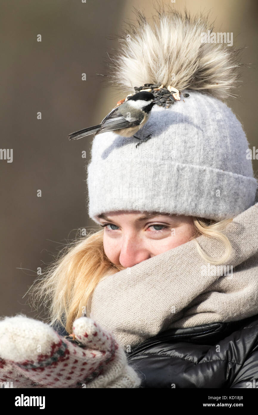 Black capped chickadees hi-res stock photography and images - Alamy