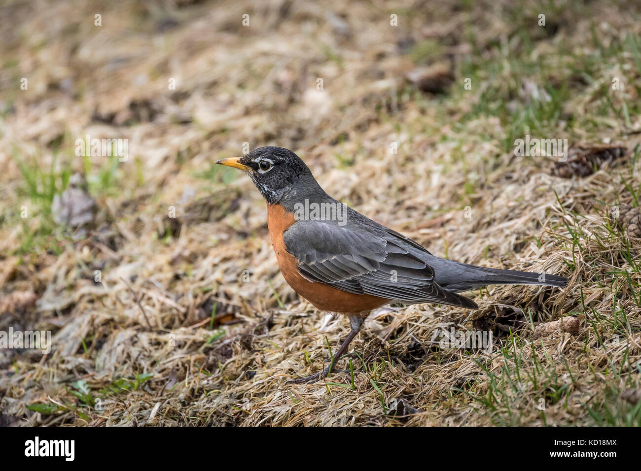 Scarborough Bluffs Toronto High Resolution Stock Photography and Images ...