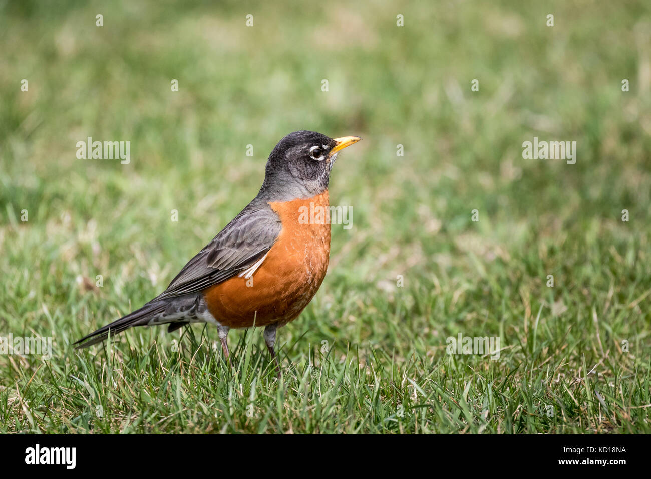 Scarborough Bluffs Toronto High Resolution Stock Photography and Images ...