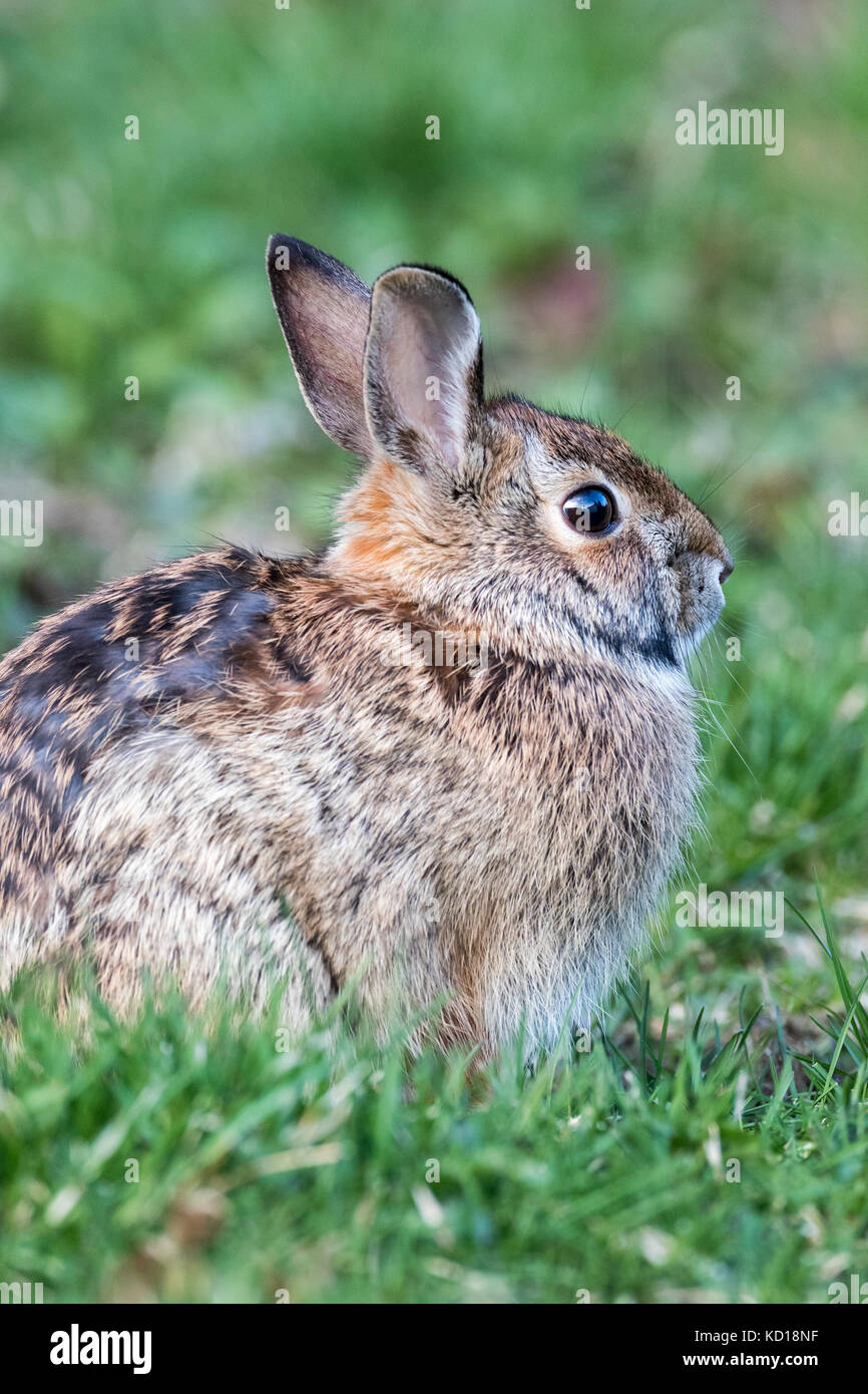 One cottontail hi-res stock photography and images - Alamy