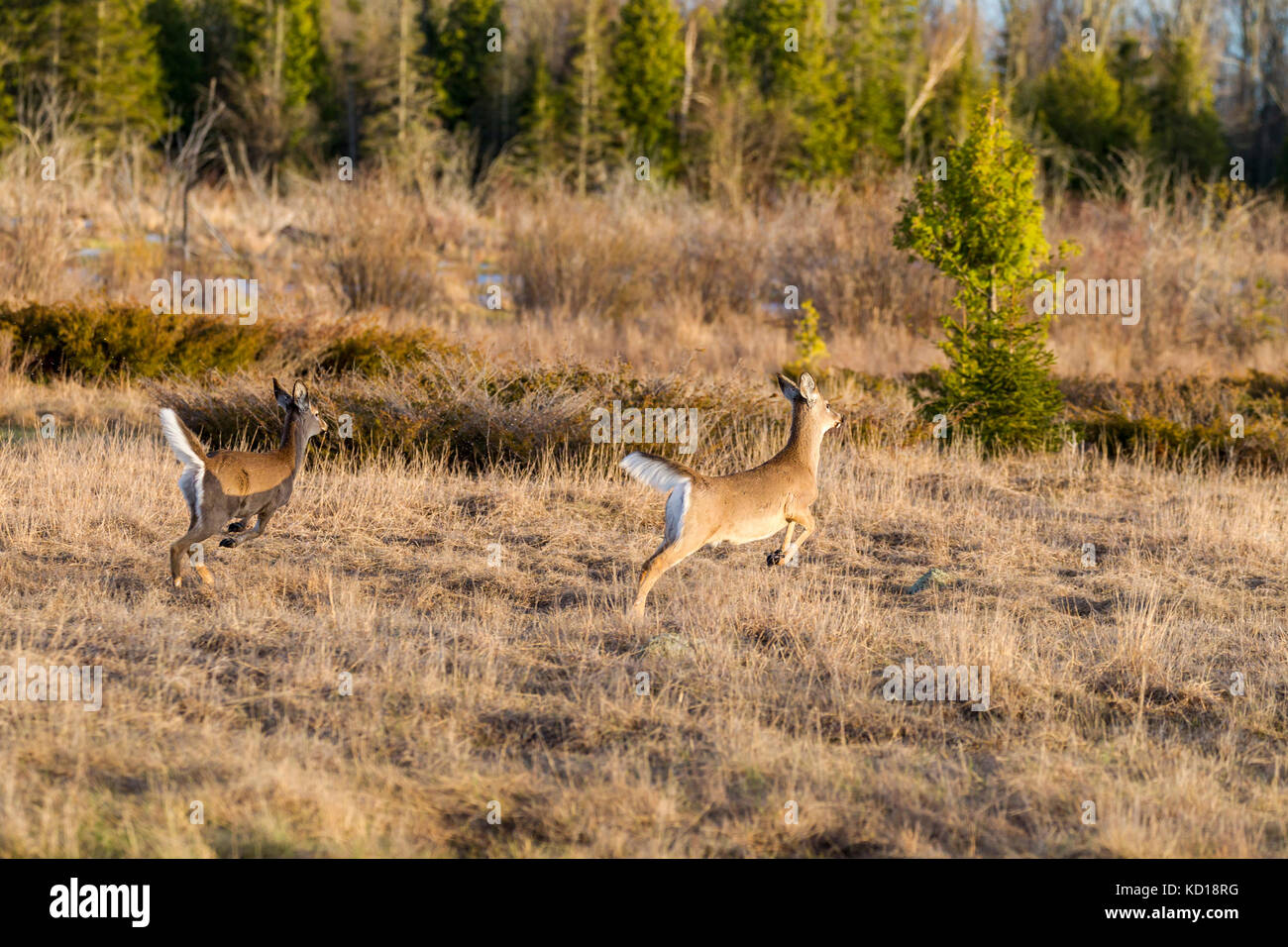White tail jump deer hi-res stock photography and images - Alamy