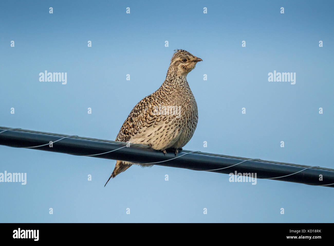 Sharp-tailed Grouse (Tympanuchus phasianellus), Barrie Island ...