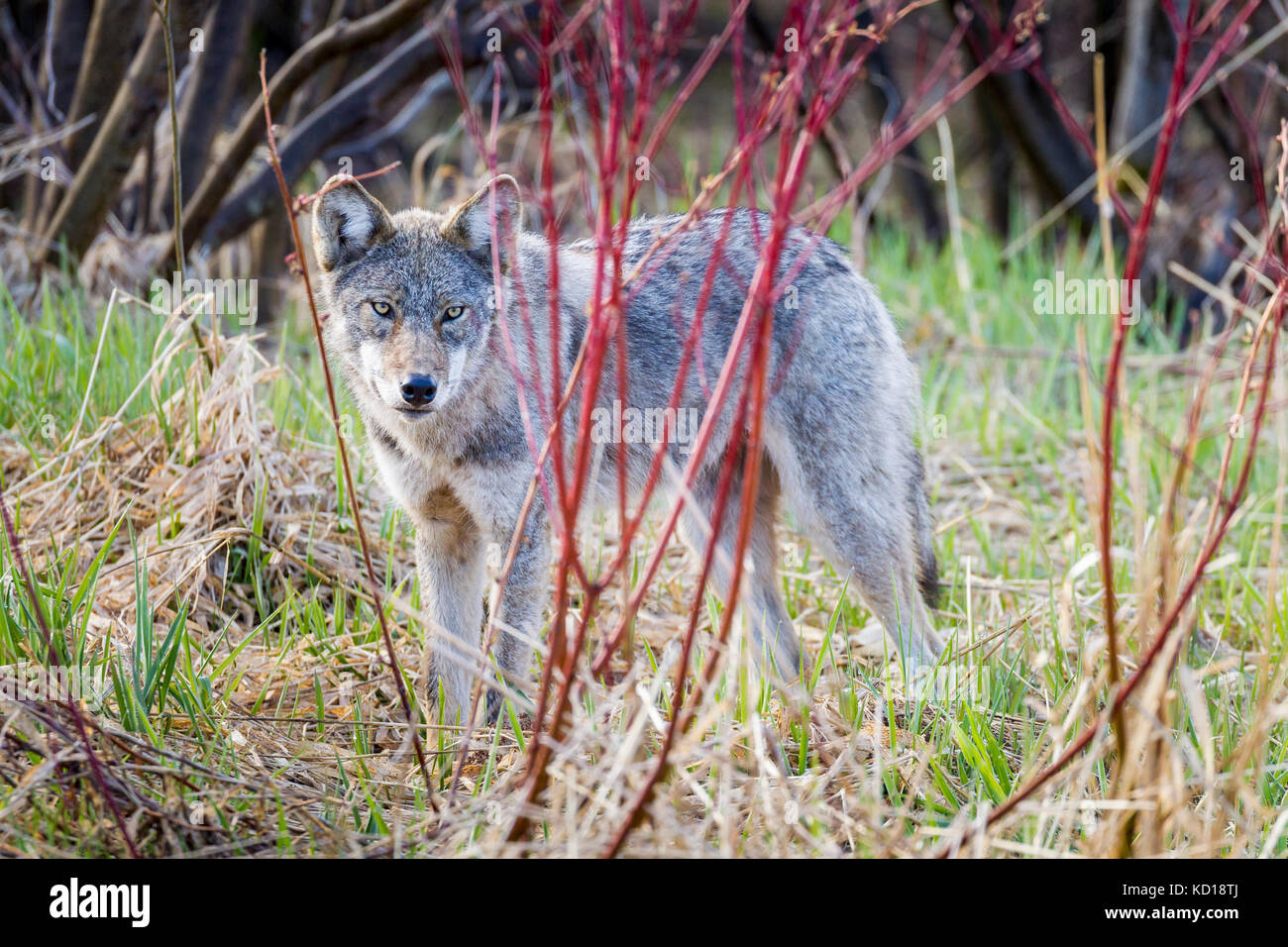 Eastern Coyote High Resolution Stock Photography and Images - Alamy