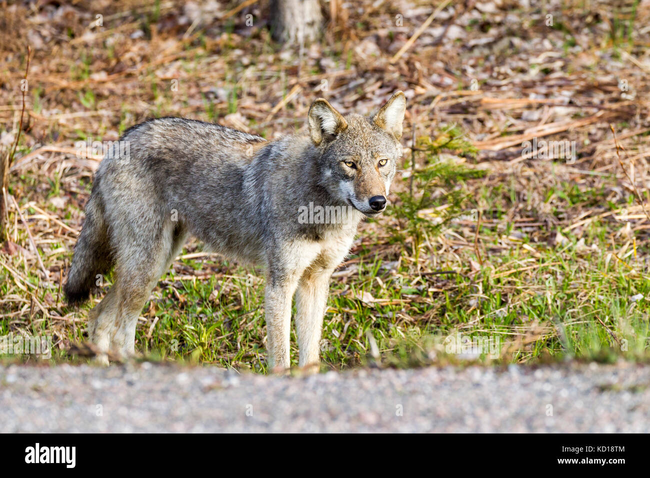Var park hi-res stock photography and images - Alamy