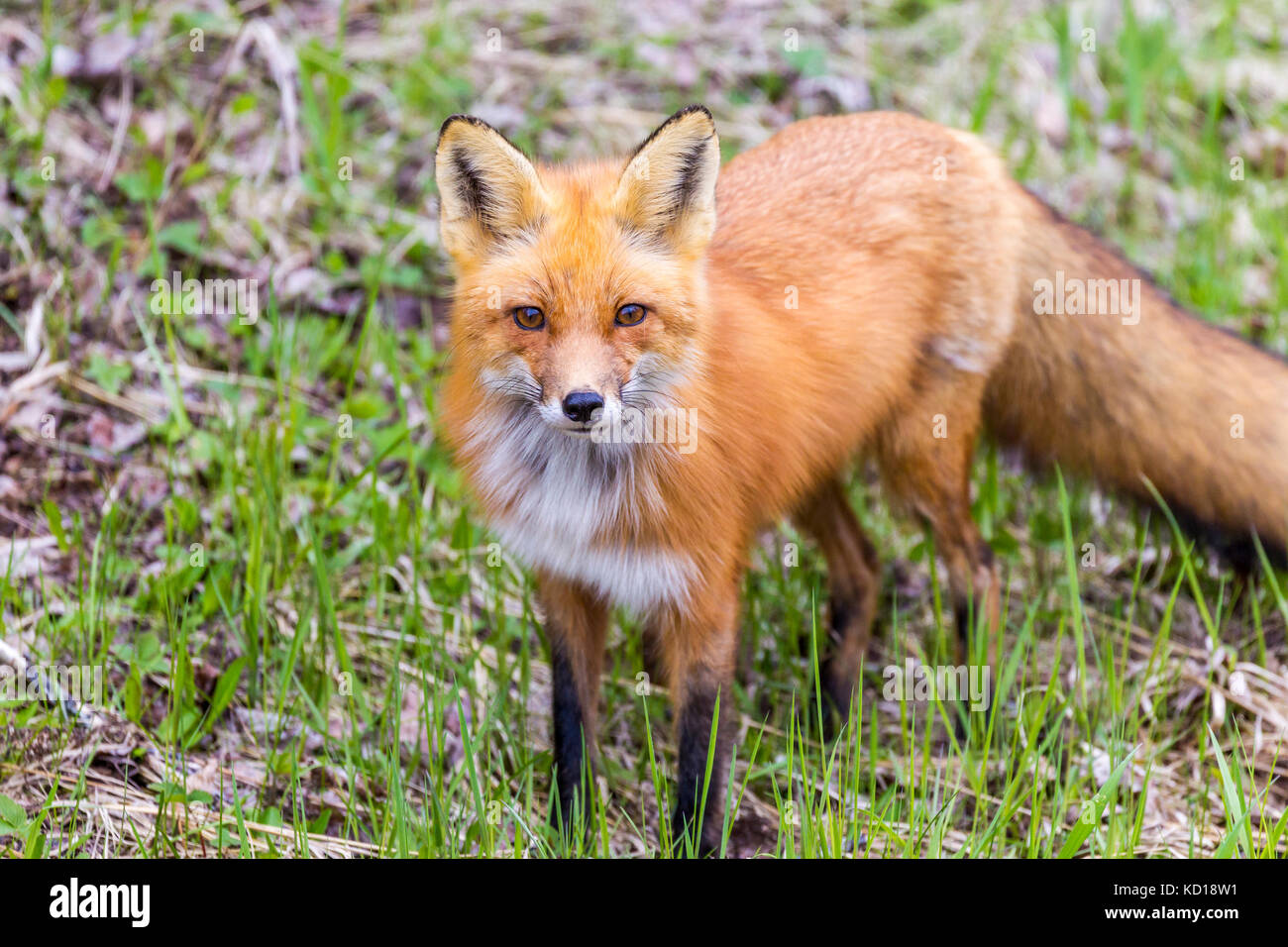 Red fox ontario canada hi-res stock photography and images - Alamy