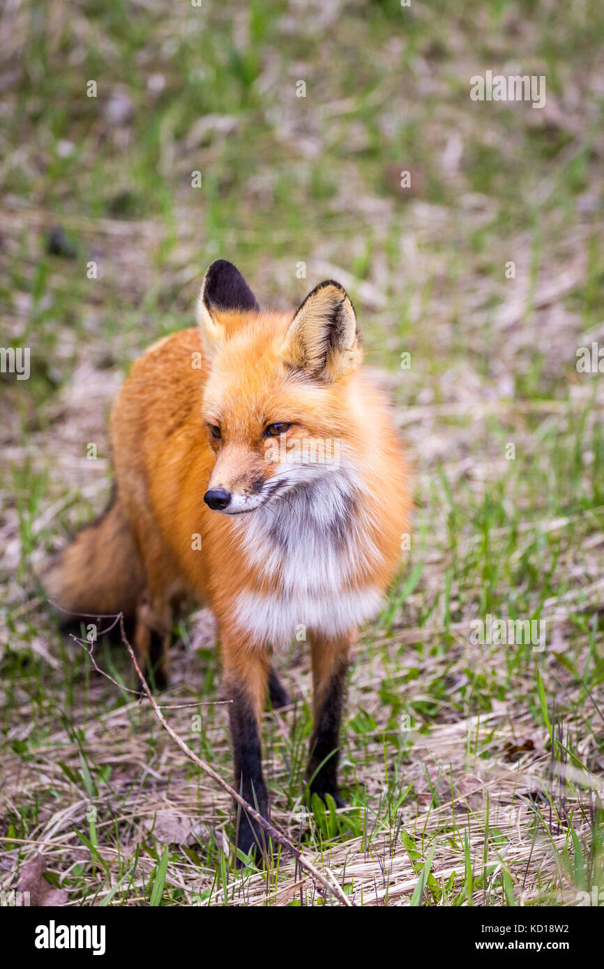 Red fox ontario canada hi-res stock photography and images - Alamy
