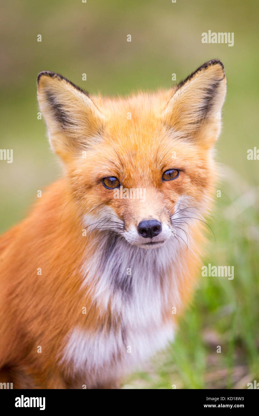 Red fox ontario animal hi-res stock photography and images - Alamy