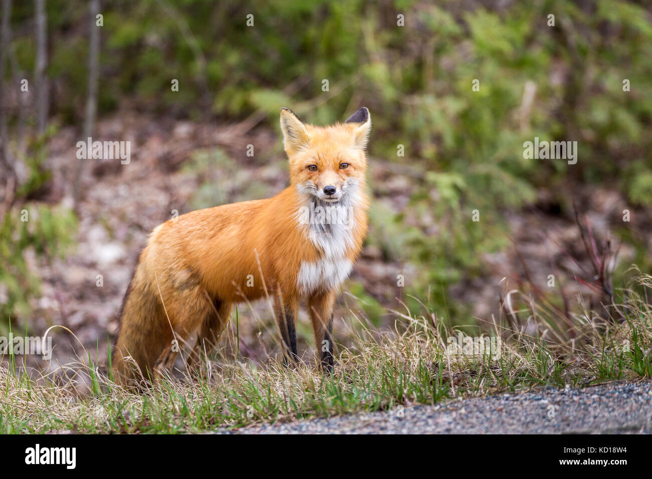 Red fox ontario animal hi-res stock photography and images - Alamy