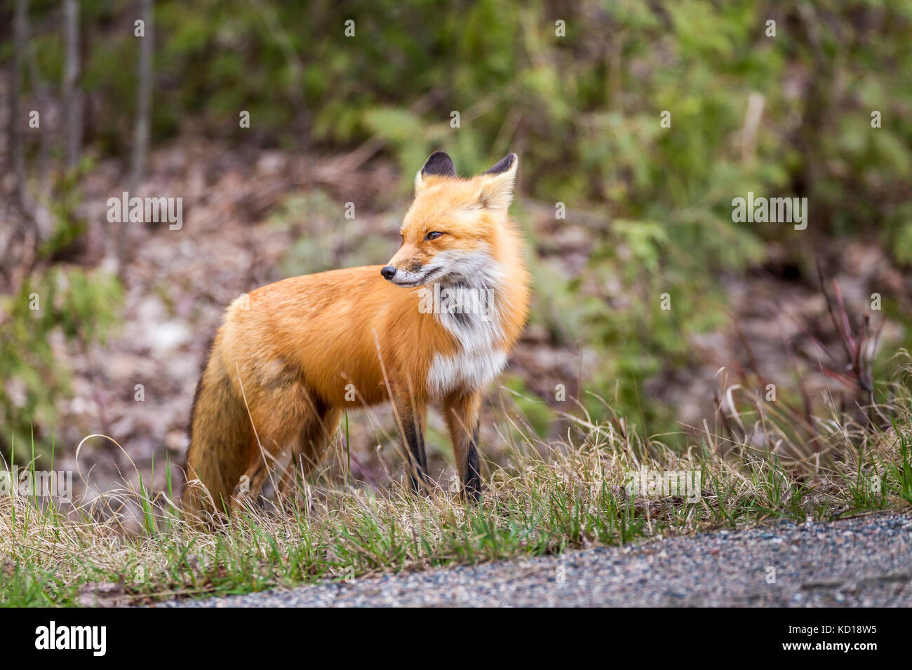 Red fox ontario canada hi-res stock photography and images - Alamy