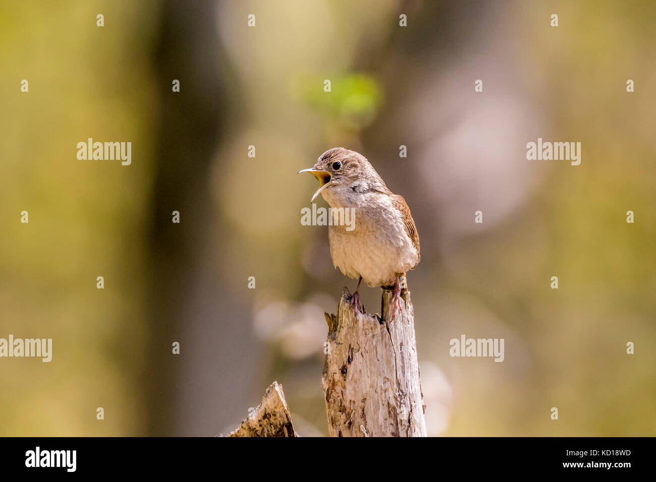 Canada ontario toronto park hi-res stock photography and images - Alamy