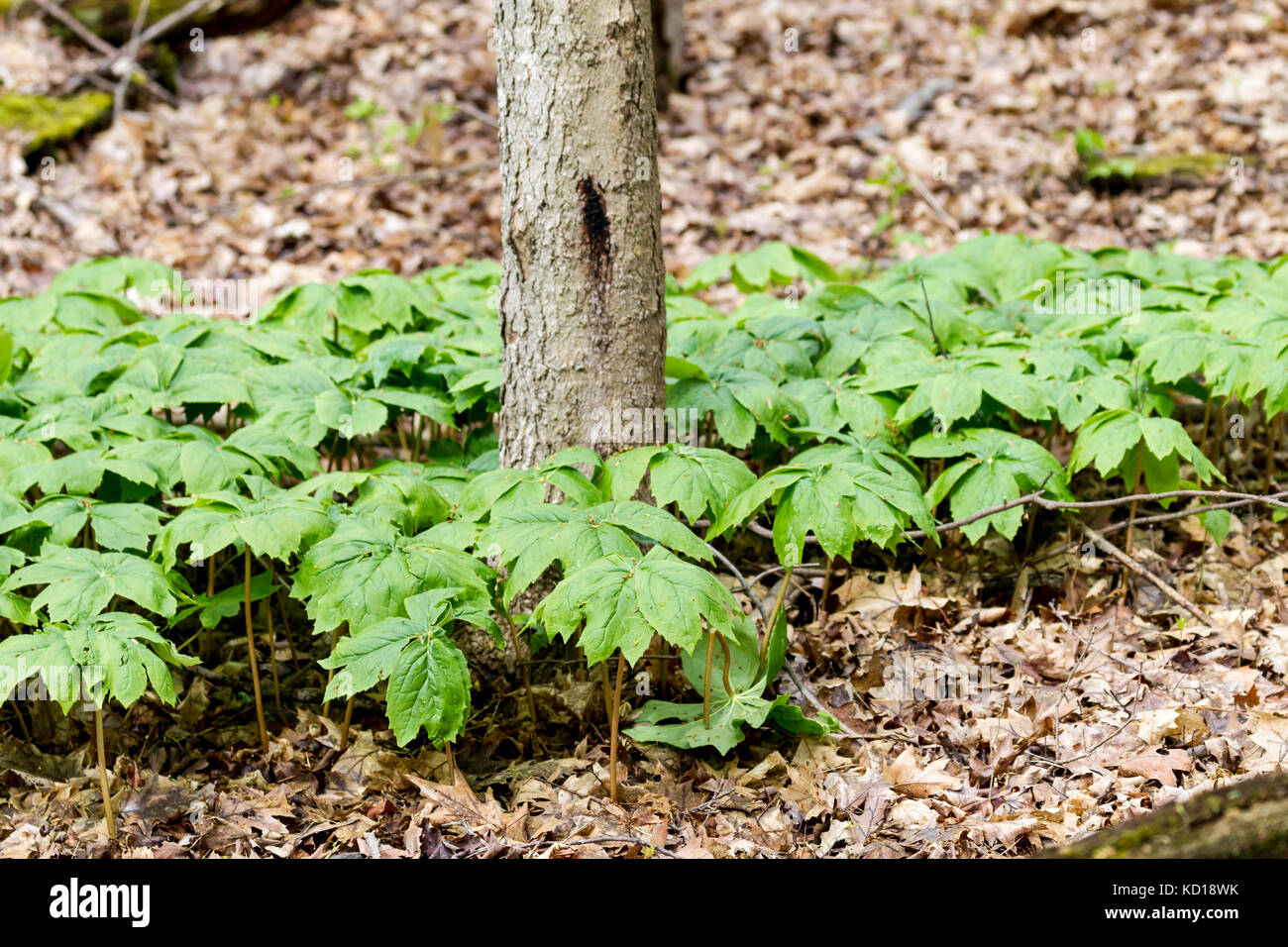 Mayapple horizontal hi-res stock photography and images - Alamy