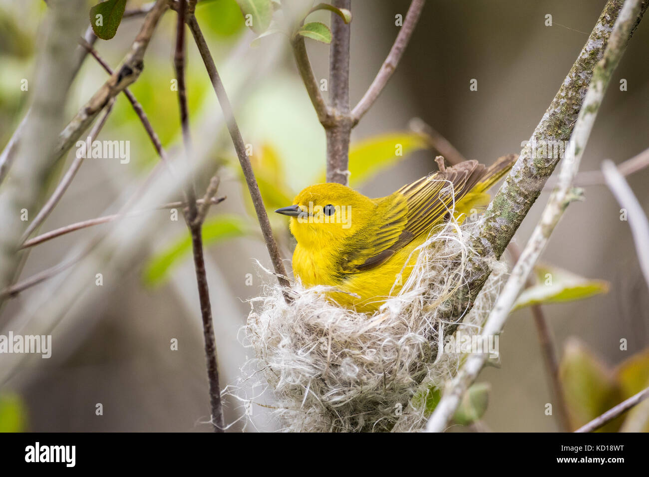 Building a warbler bird nest hi-res stock photography and images - Alamy