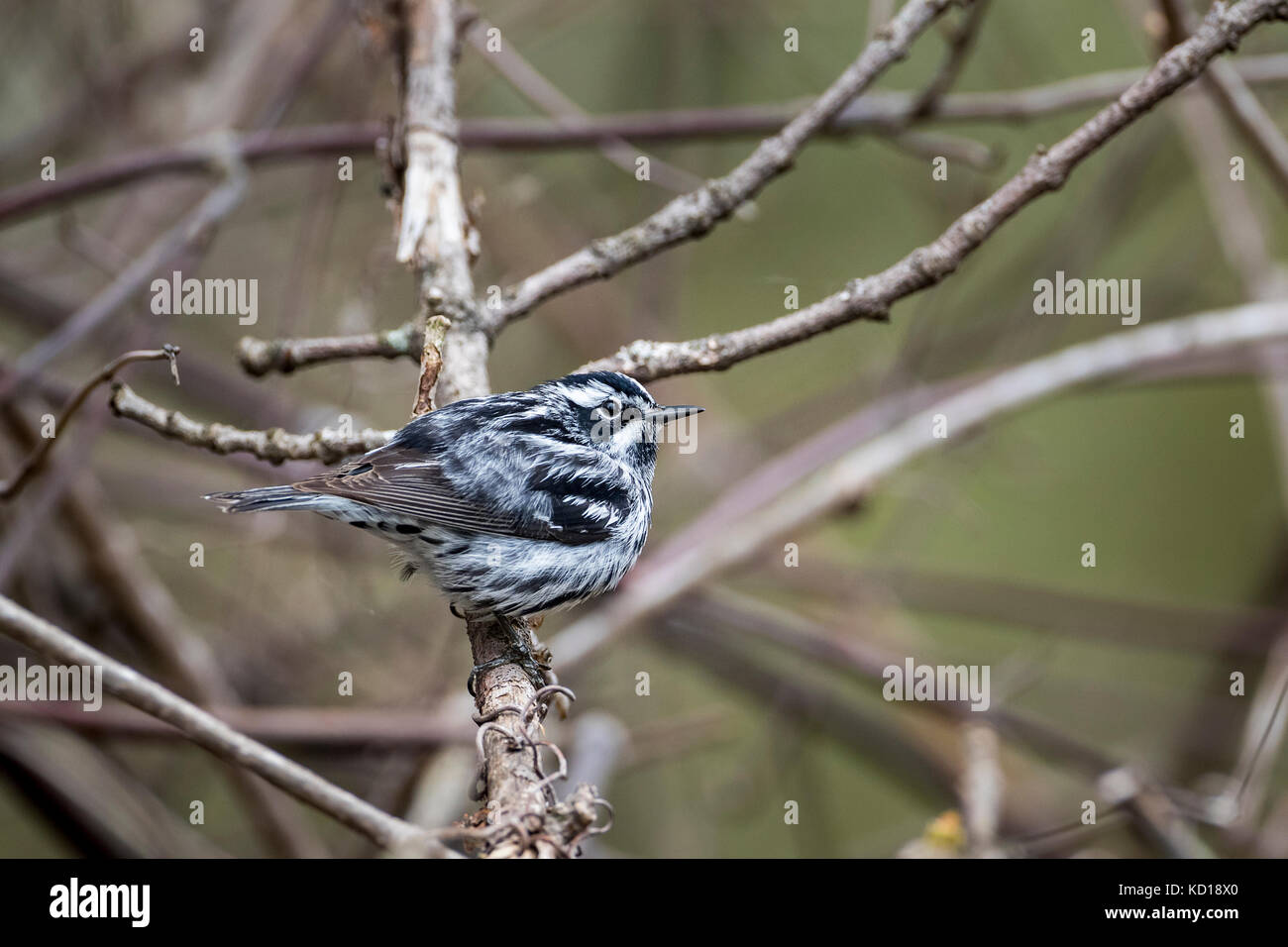 Black and white striped animals hi-res stock photography and images - Alamy