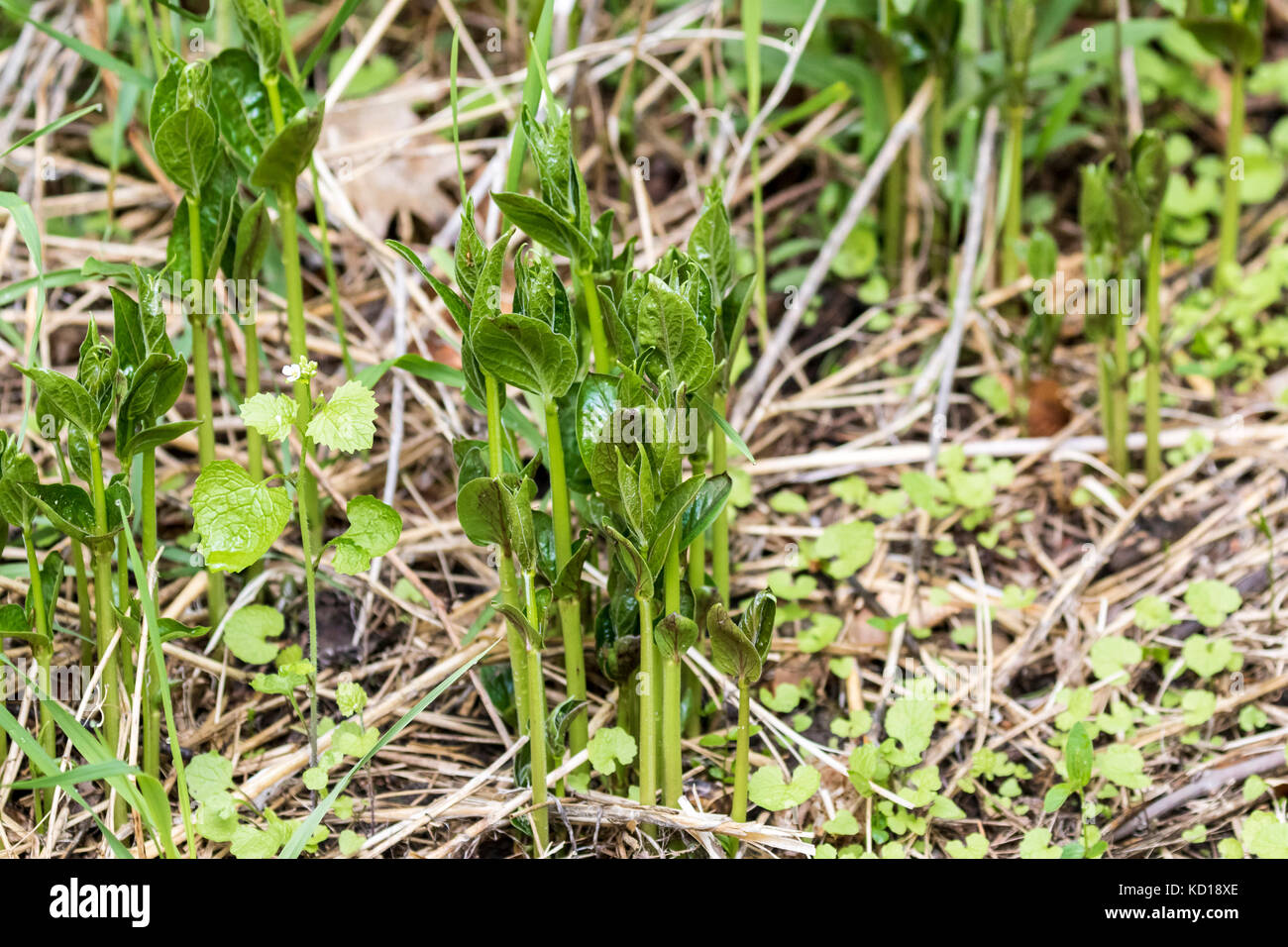 Where Is The Dog Strangling Vine Found