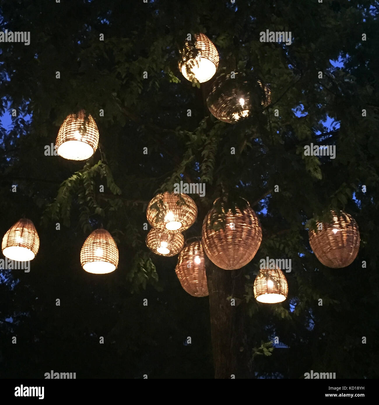 lit lanterns hang in a tree Stock Photo - Alamy