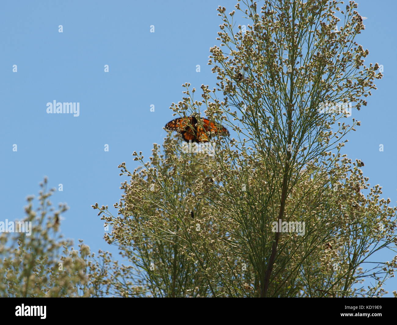 Monarch Butterflies Arrive from Canada, Two Texas Species and A ...