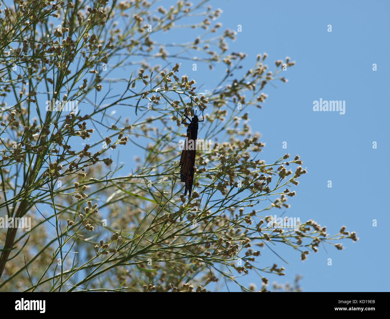 Monarch Butterflies Arrive from Canada, Two Texas Species and A ...
