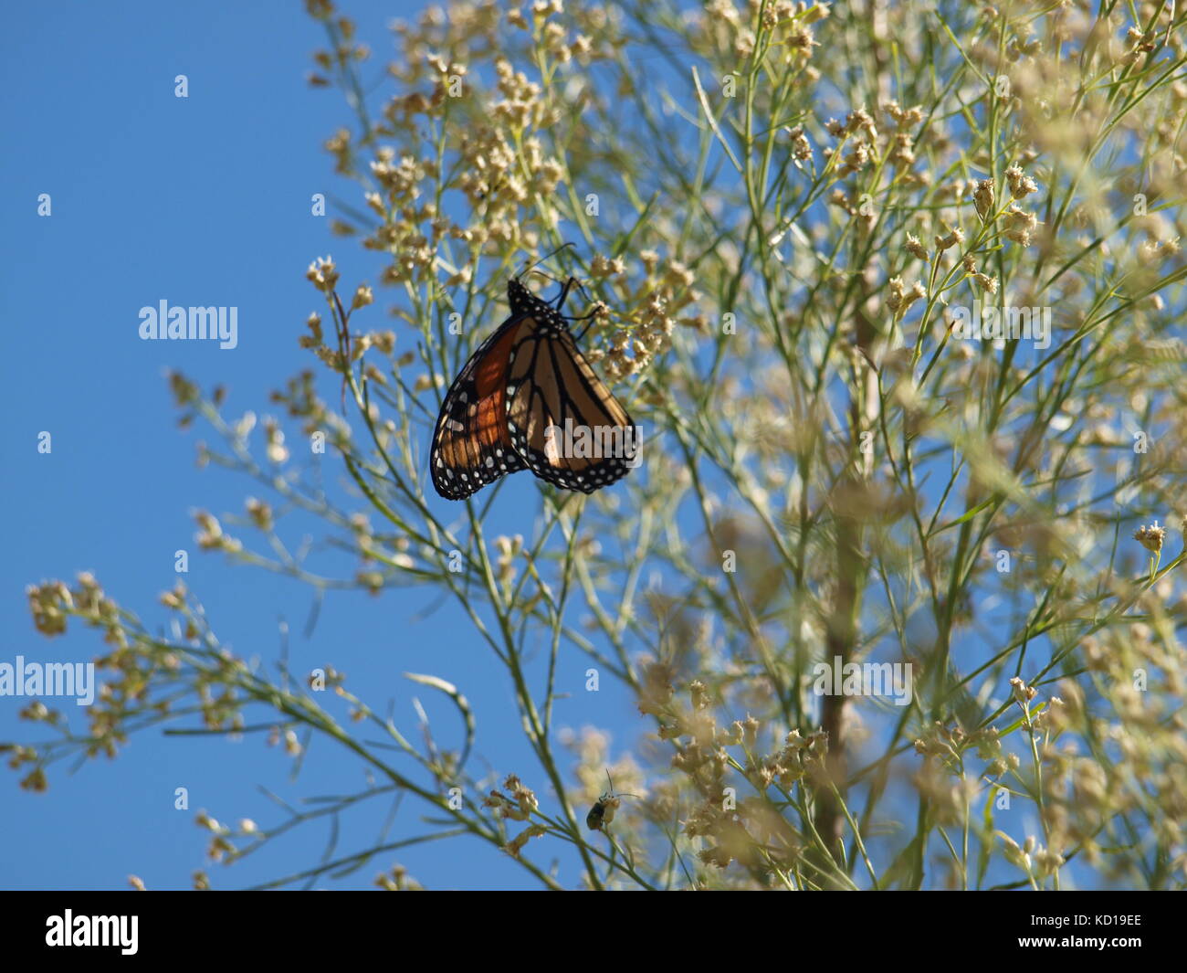 Monarch Butterflies Arrive from Canada, Two Texas Species and A ...