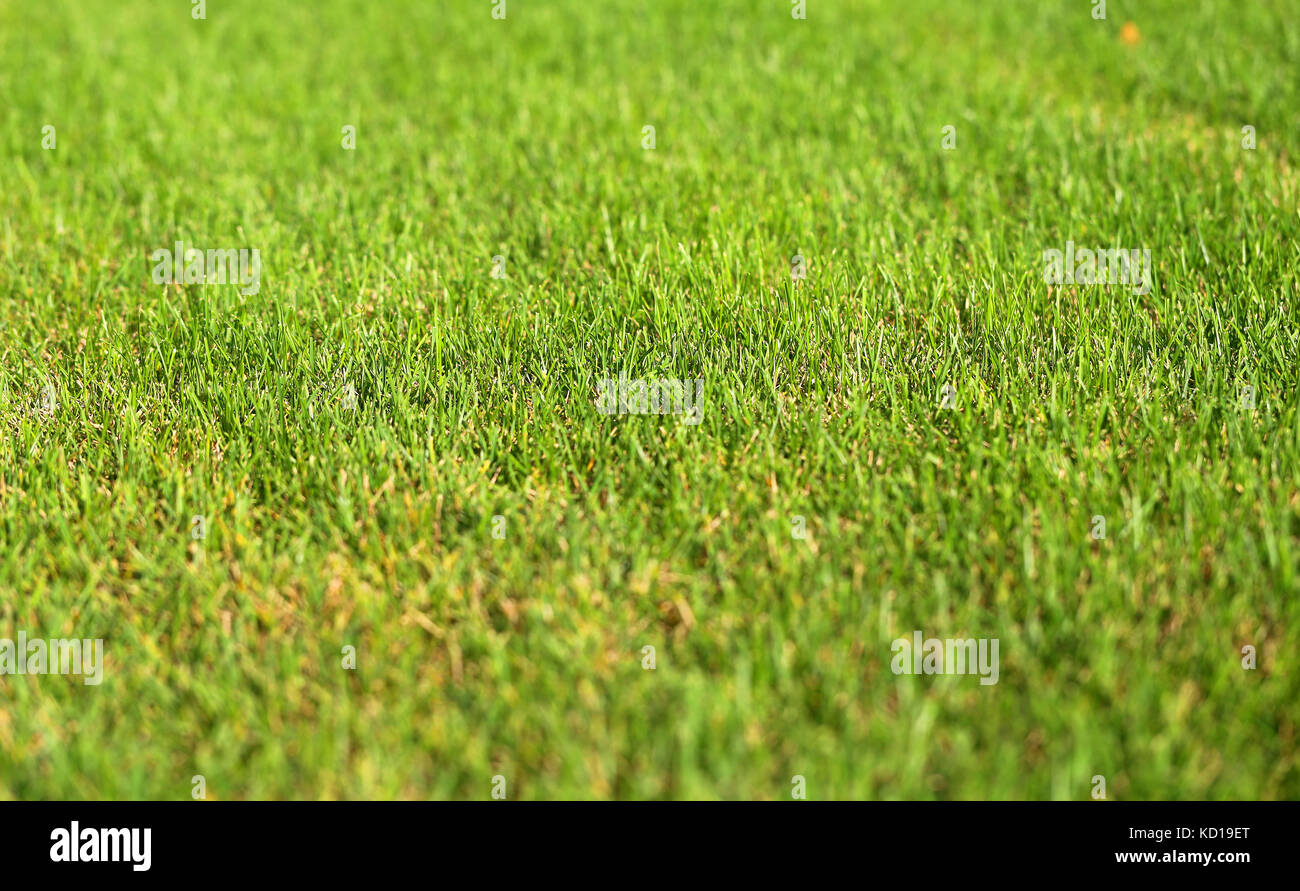 Bright beautiful photo green sunlit grass spring Stock Photo - Alamy