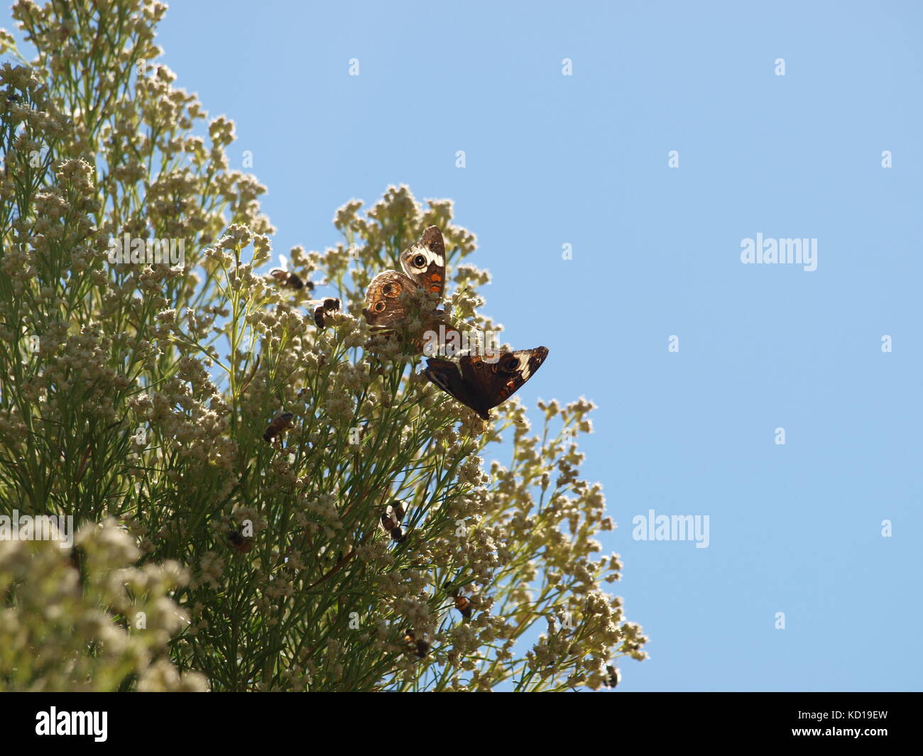 Monarch Butterflies Arrive from Canada, Two Texas Species and A ...