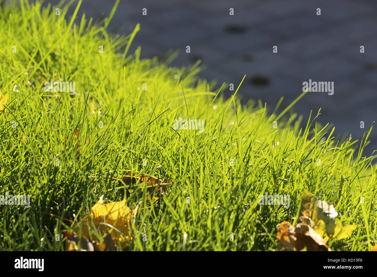 Bright beautiful photo green sunlit grass spring Stock Photo - Alamy