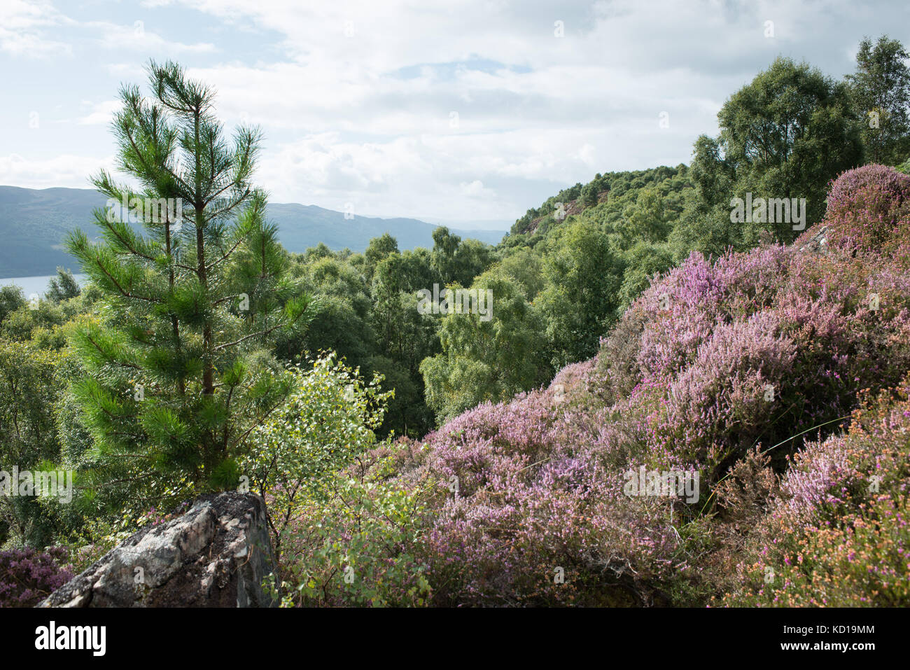 Abriachan Woods near Drumnacrochit by Loch Ness, Scotland Stock Photo ...