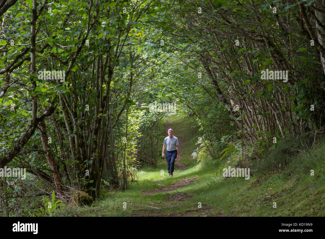 Abriachan tree hi-res stock photography and images - Alamy