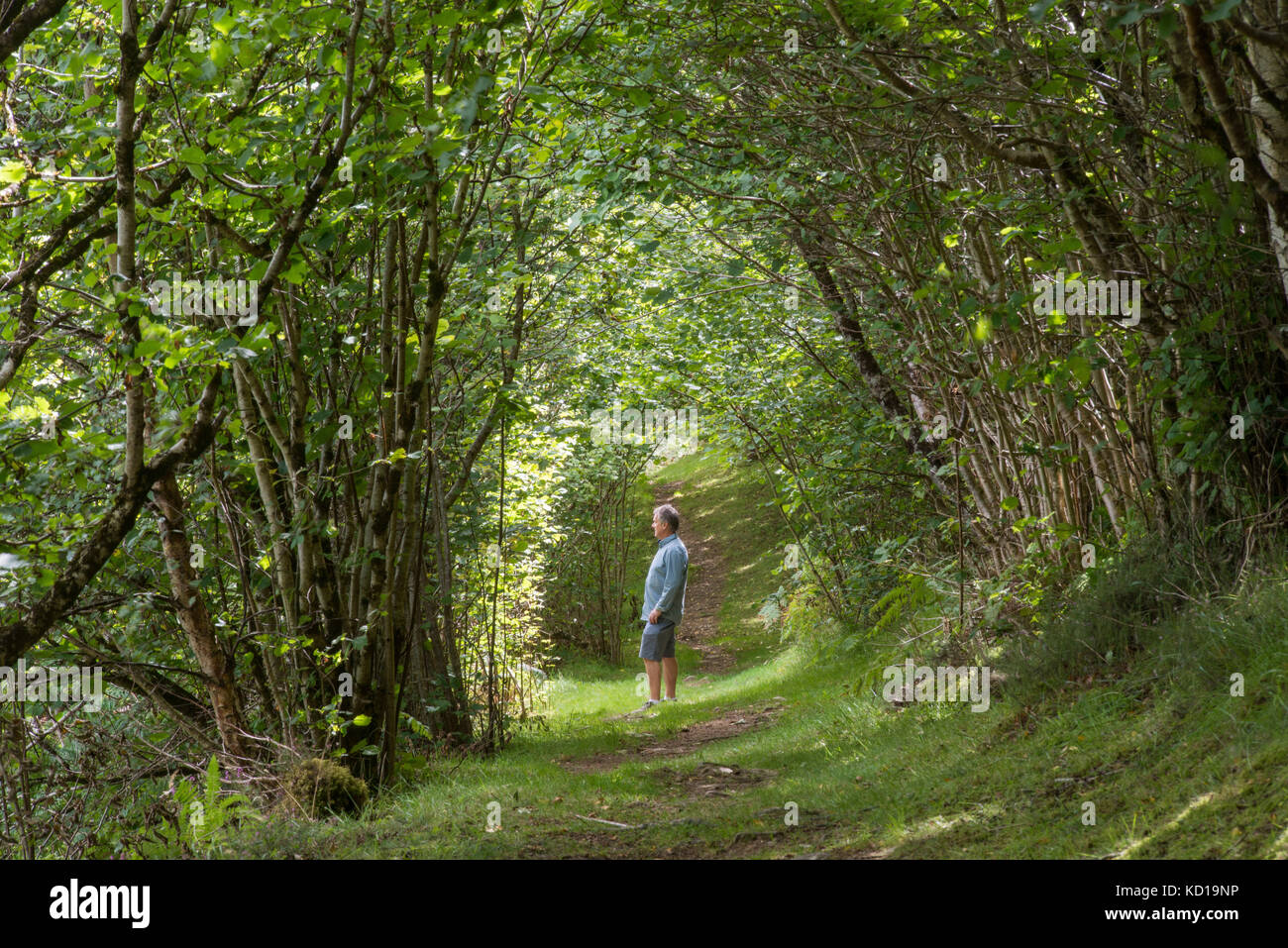 Abriachan Woods near Drumnacrochit by Loch Ness, Scotland Stock Photo ...