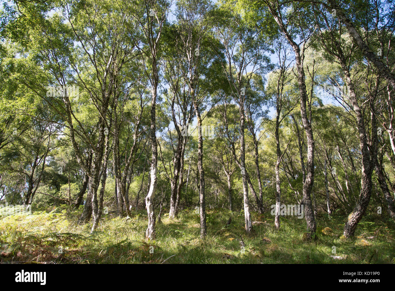 Abriachan woods hi-res stock photography and images - Alamy