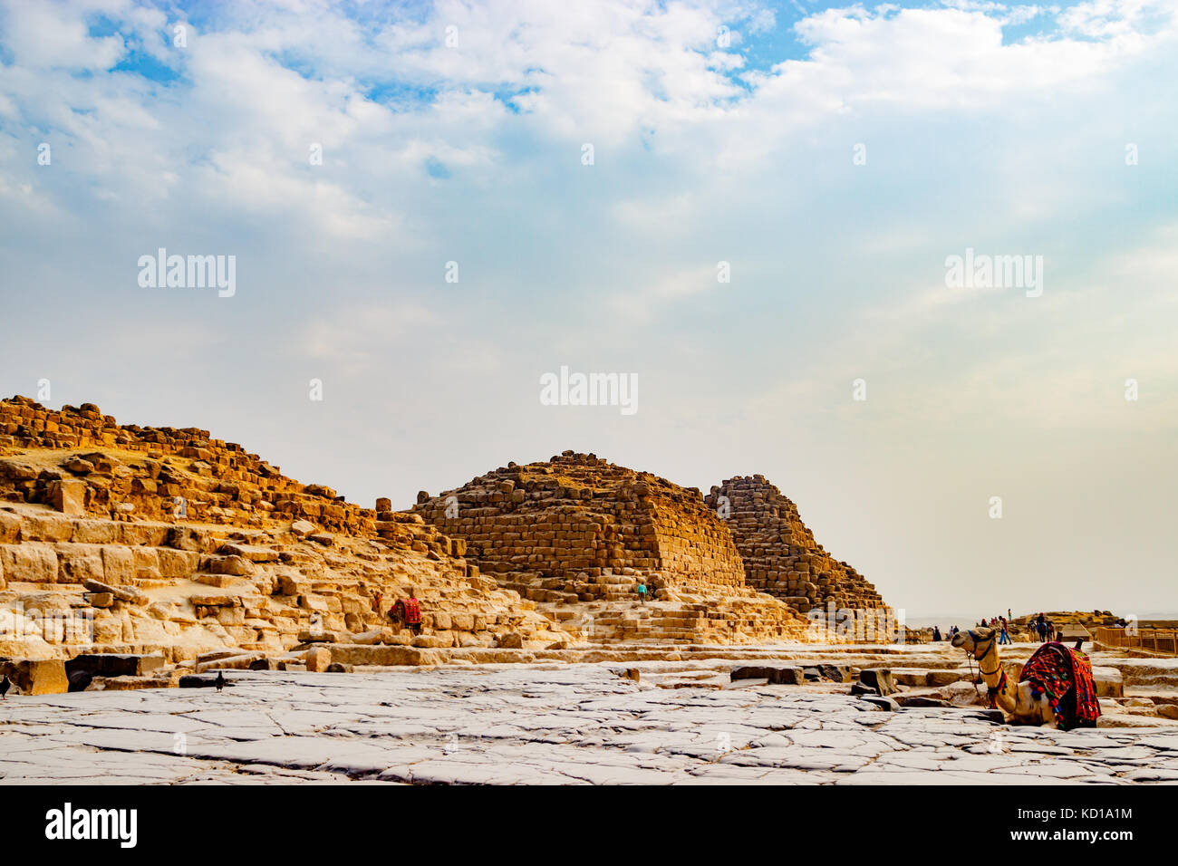 Camel near the ancient ruins in Cairo, Egypt Stock Photo - Alamy