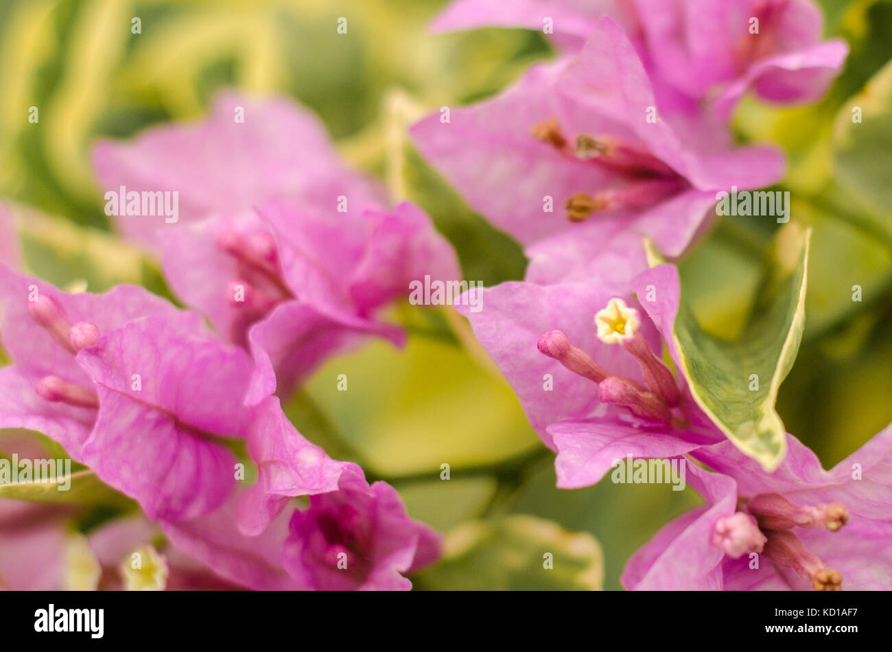 Hail The Haze Stock Photo - Alamy