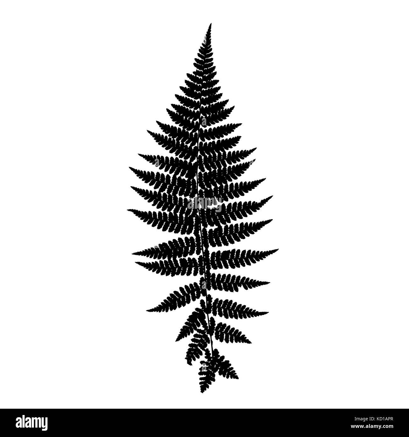 Fern leaf silhouette. Vector illustration Stock Photo - Alamy