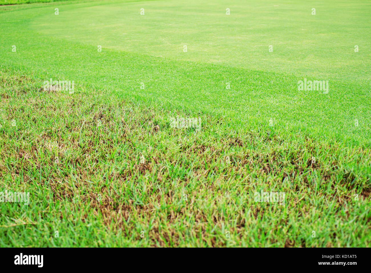 Beautifully trimmed lawn of park with green background Stock Photo - Alamy