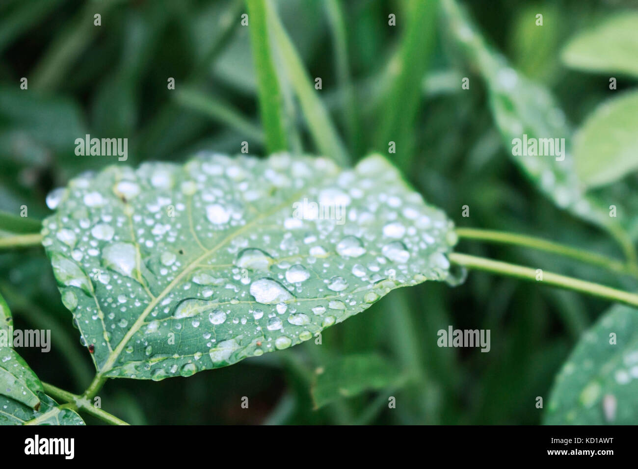 Dew on leaves with refreshing in the morning Stock Photo - Alamy