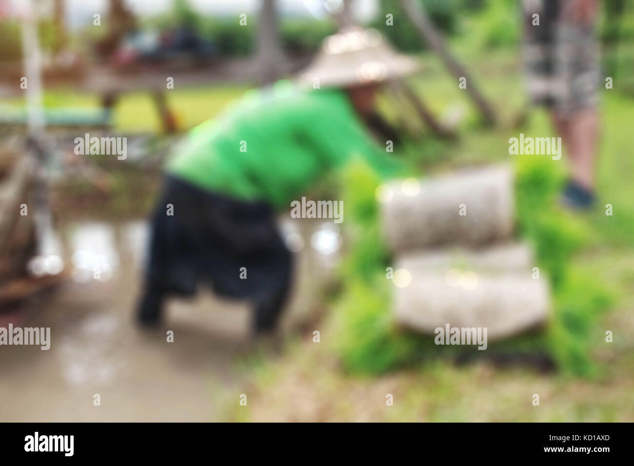 Farmers are planting rice in the rainy season with blurred images Stock ...