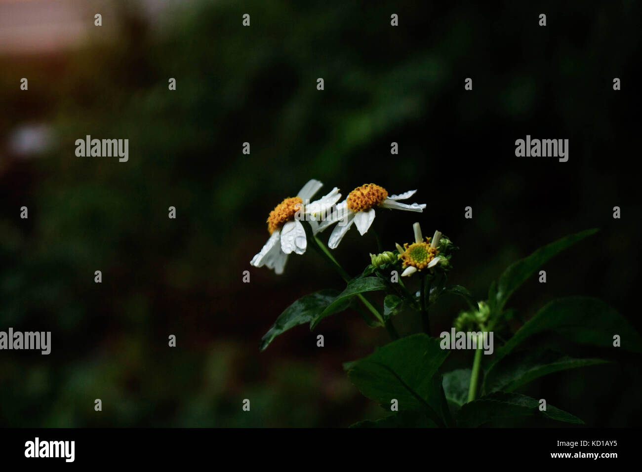 White flowers in the forest with dark Stock Photo - Alamy