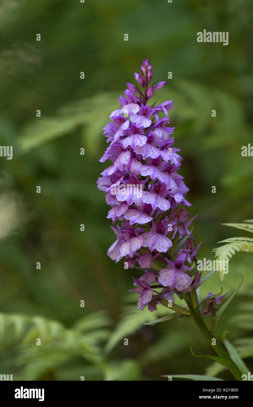 Madeiran orchid (Dactylorhiza foliosa) found on the Levada of Caldeirao ...