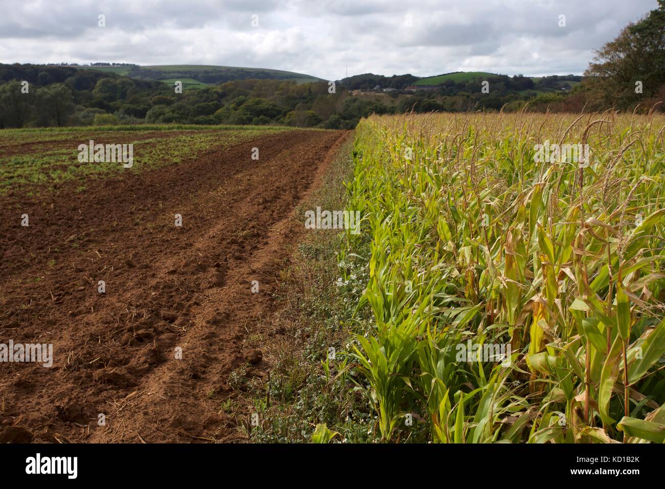 Corn cob harvest uk hi-res stock photography and images - Alamy