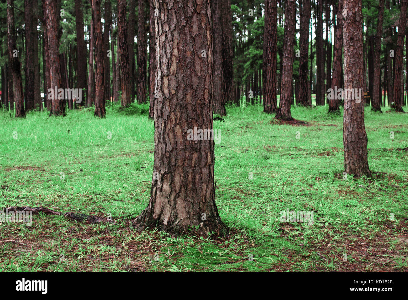 Pine and grass with the wild of nature Stock Photo - Alamy