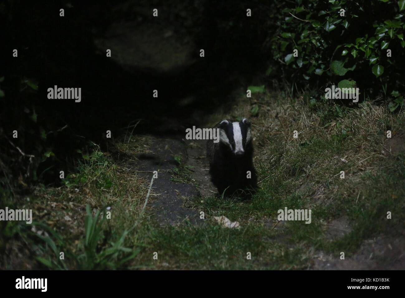 Badger night hi-res stock photography and images - Alamy