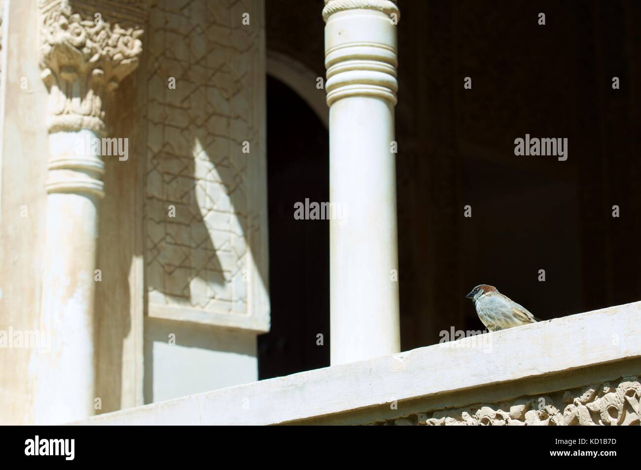 Bird in Mihrab Tower in Partal gardens, Alhambra, Granada, Andalucia ...