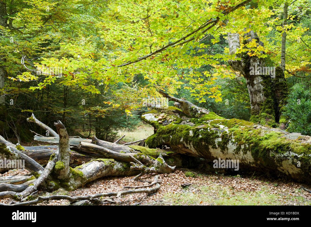 Beech trees in the valley of Ordesa, Pyrenees, Huesca, Aragon, Spain ...