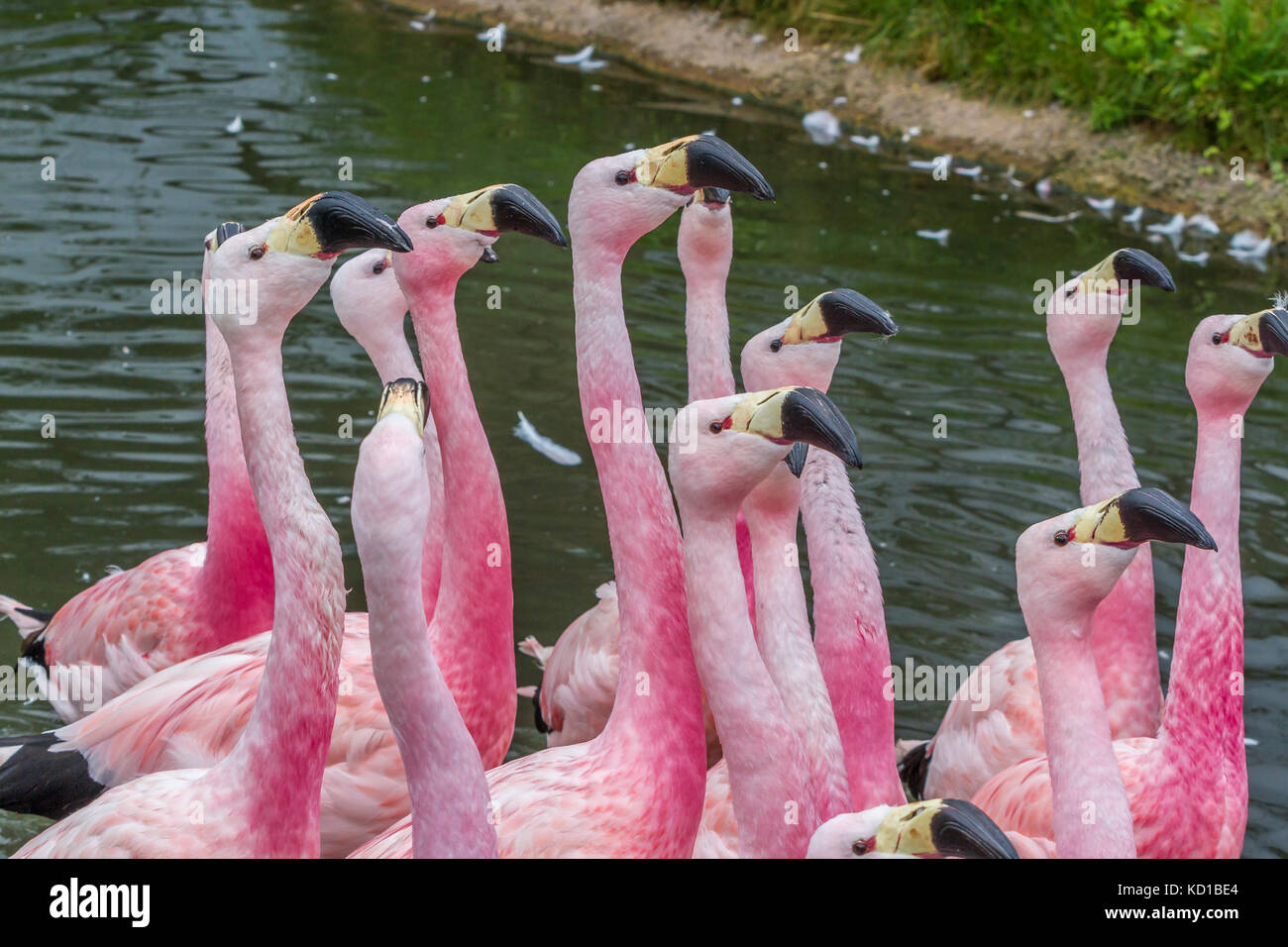 Andean Flamingos at Slimbridge Stock Photo - Alamy