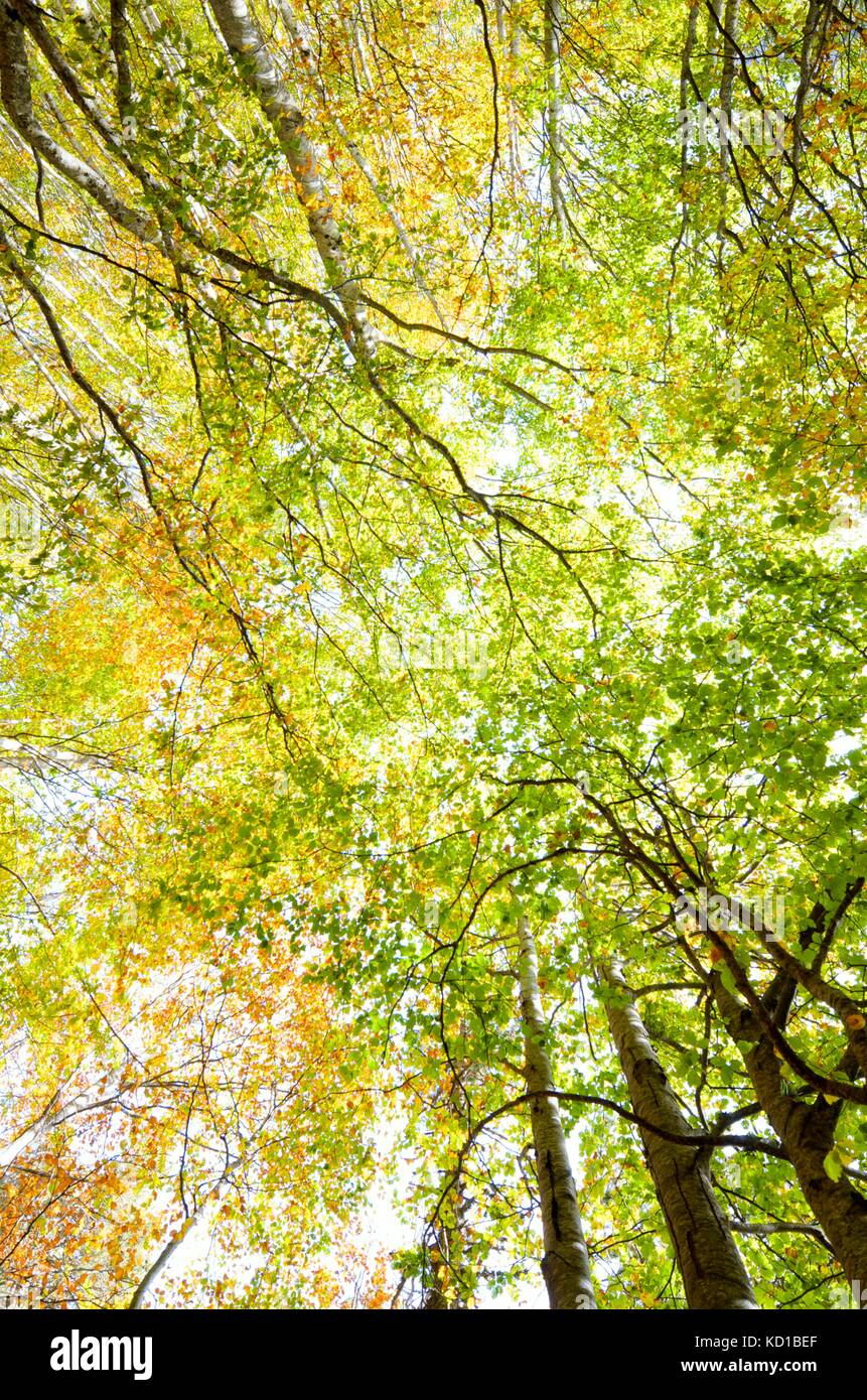 autumnal beech trees in the valley of Ordesa, Pyrenees, Huesca, Aragon ...