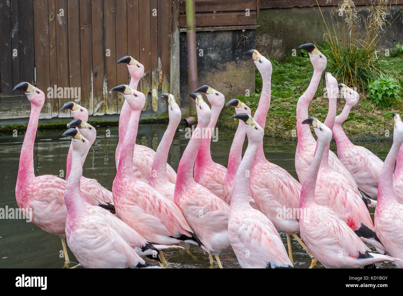 Andean Flamingos at Slimbridge Stock Photo - Alamy